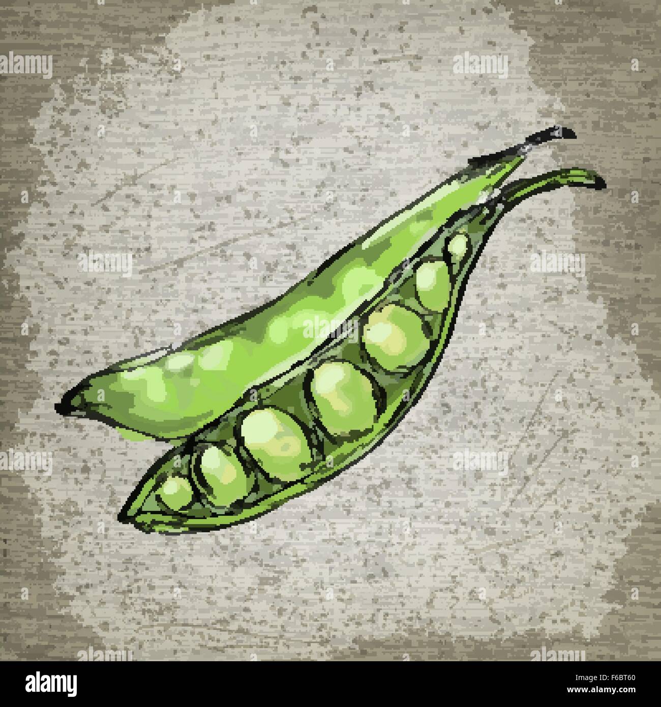 Illustration of fresh green peas in the husk. Vector illustration Stock ...