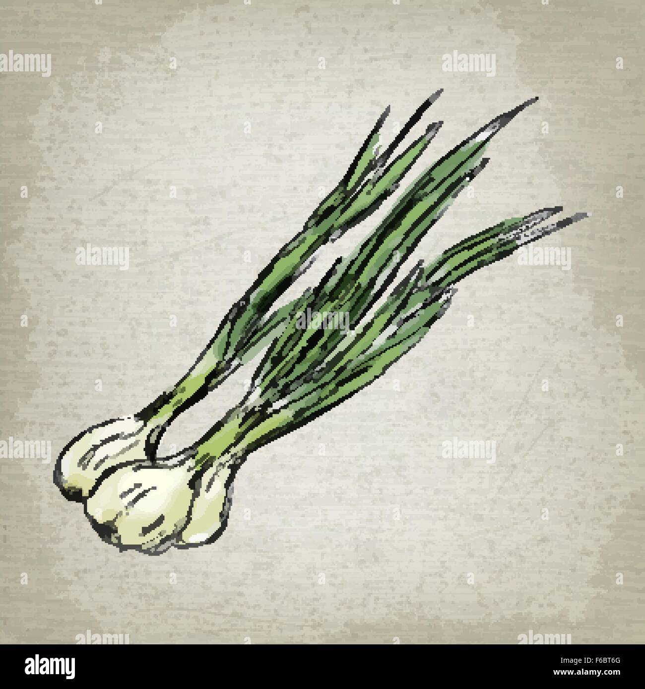 Spring onion. Vector illustration Stock Vector Image & Art - Alamy