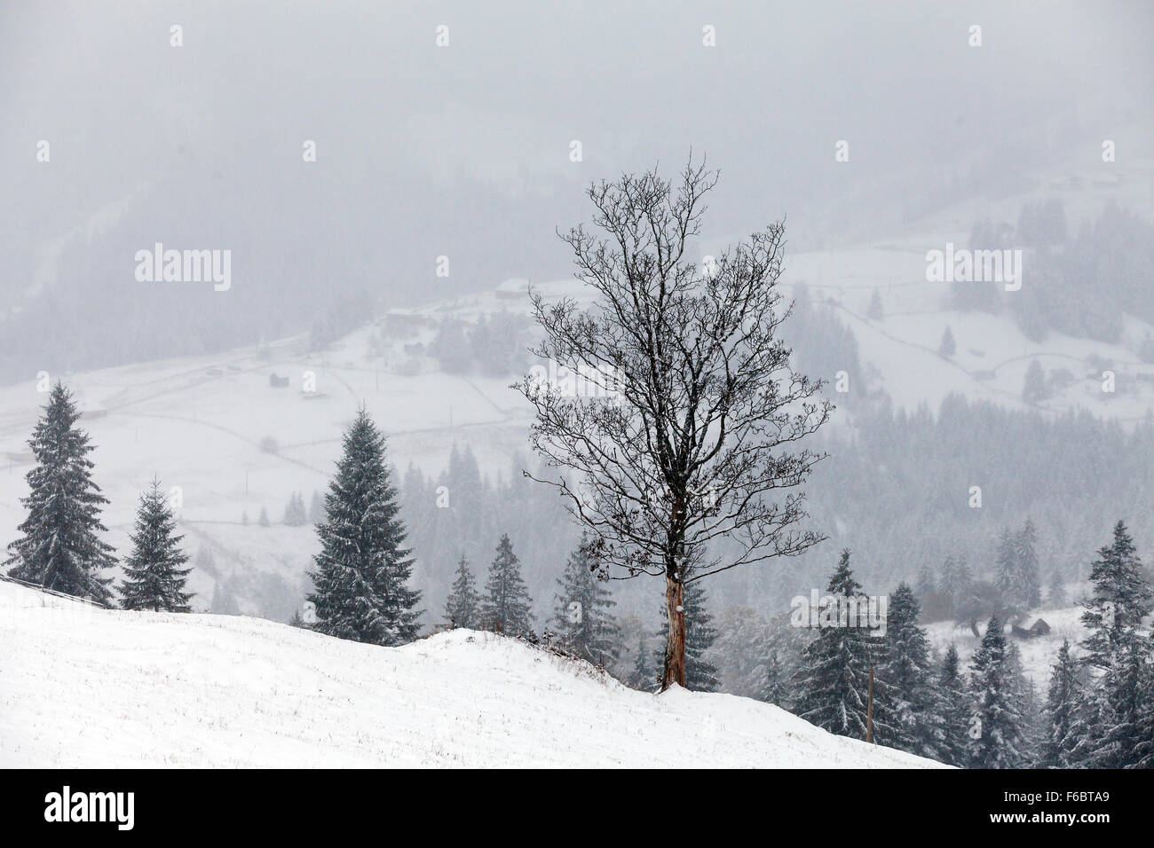 Foggy forest in winter, foggy landscape Stock Photo - Alamy
