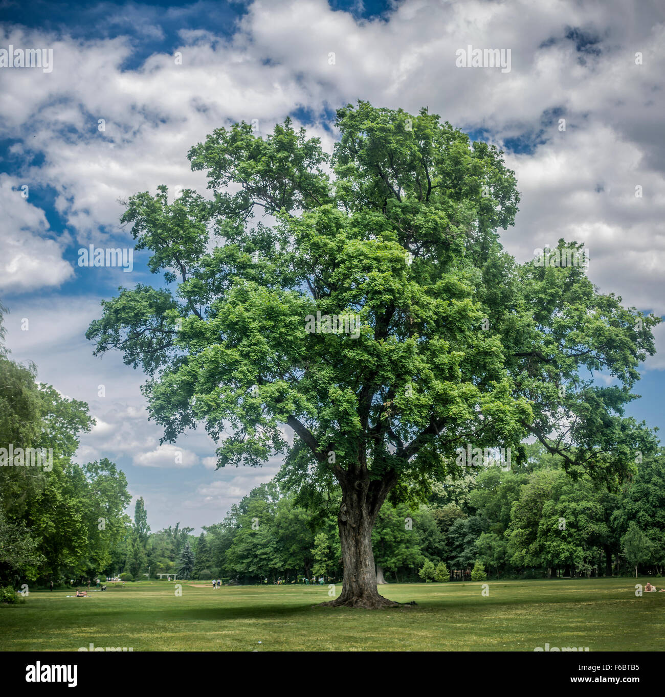 Margaret Island (Margitsziget) in the middle of the Danube River in ...