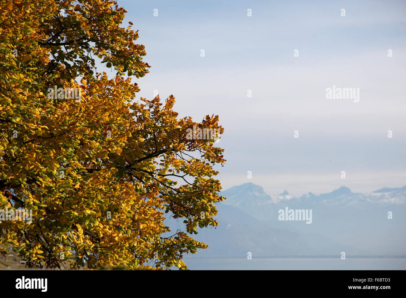 Geneva lake trees in switzerland hi-res stock photography and images ...