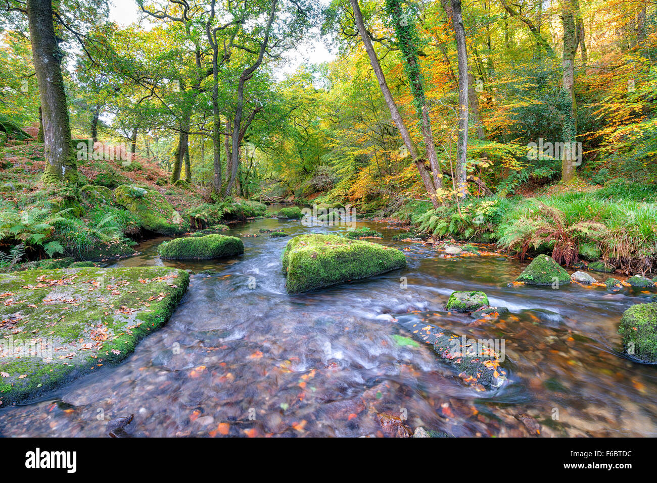 The river Meavy flowing through Dewerstone Woods on Dartmoor National ...