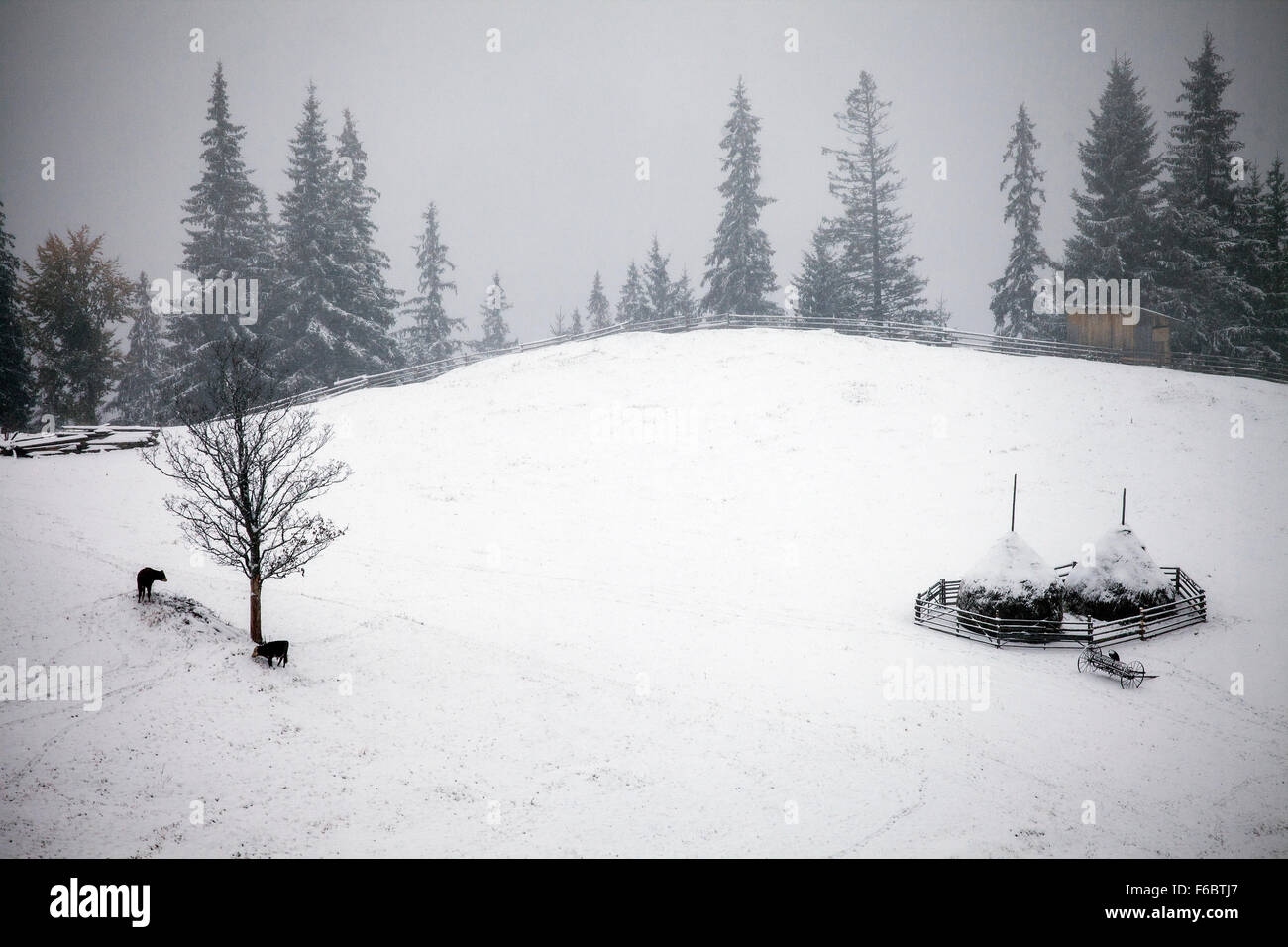 Foggy forest in winter, foggy landscape Stock Photo - Alamy