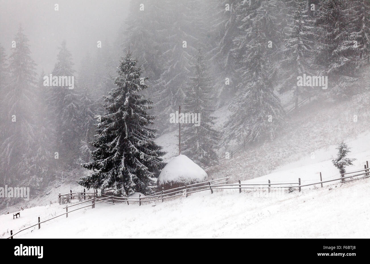 Foggy forest in winter, foggy landscape Stock Photo - Alamy