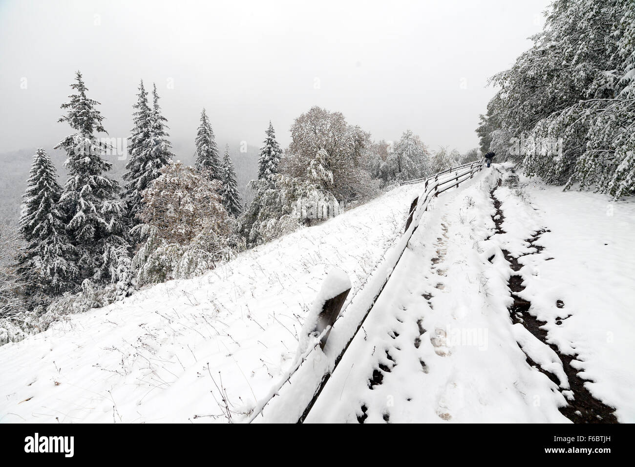 Foggy forest in winter, foggy landscape Stock Photo - Alamy