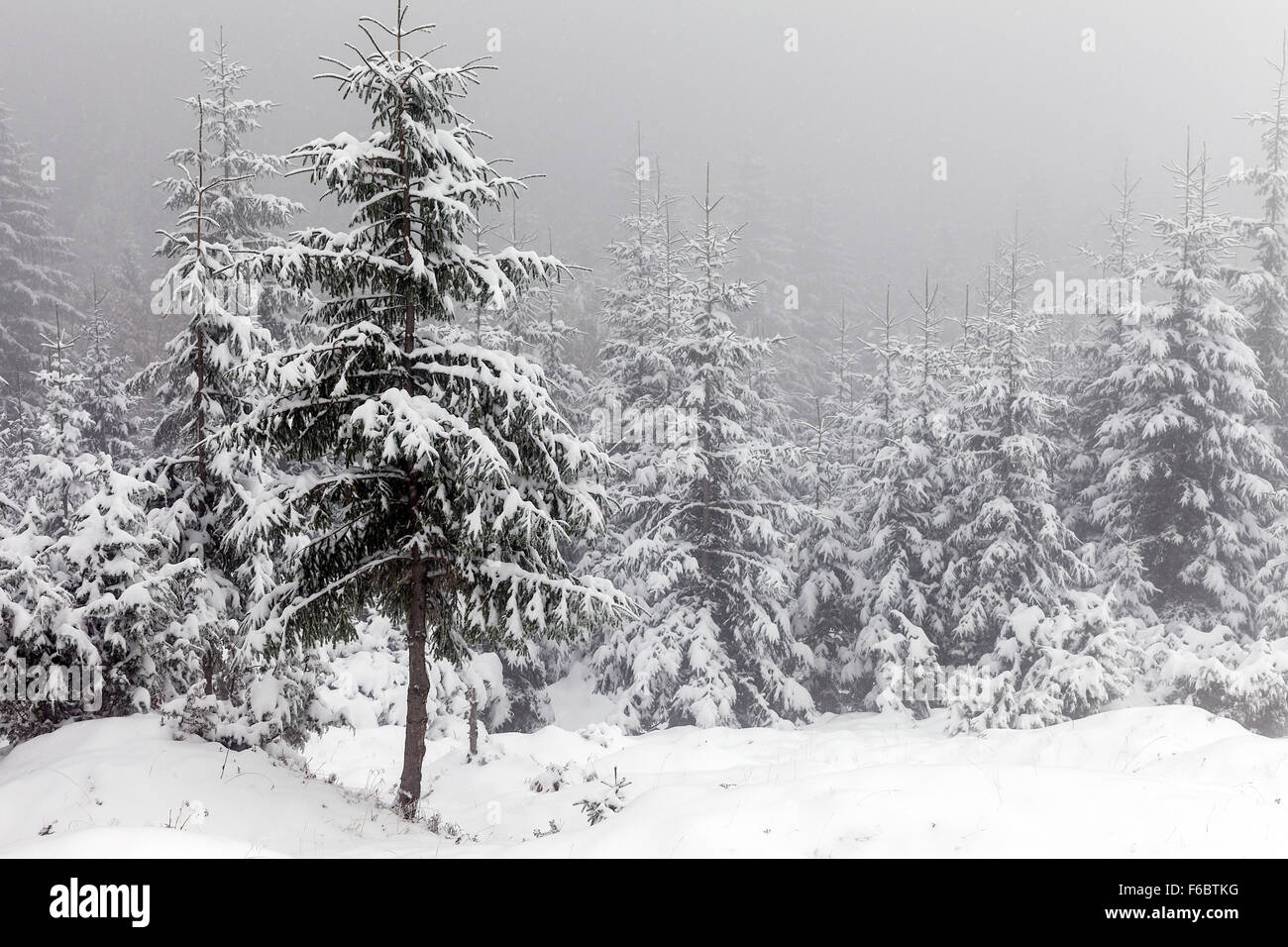 Foggy forest in winter, foggy landscape Stock Photo - Alamy