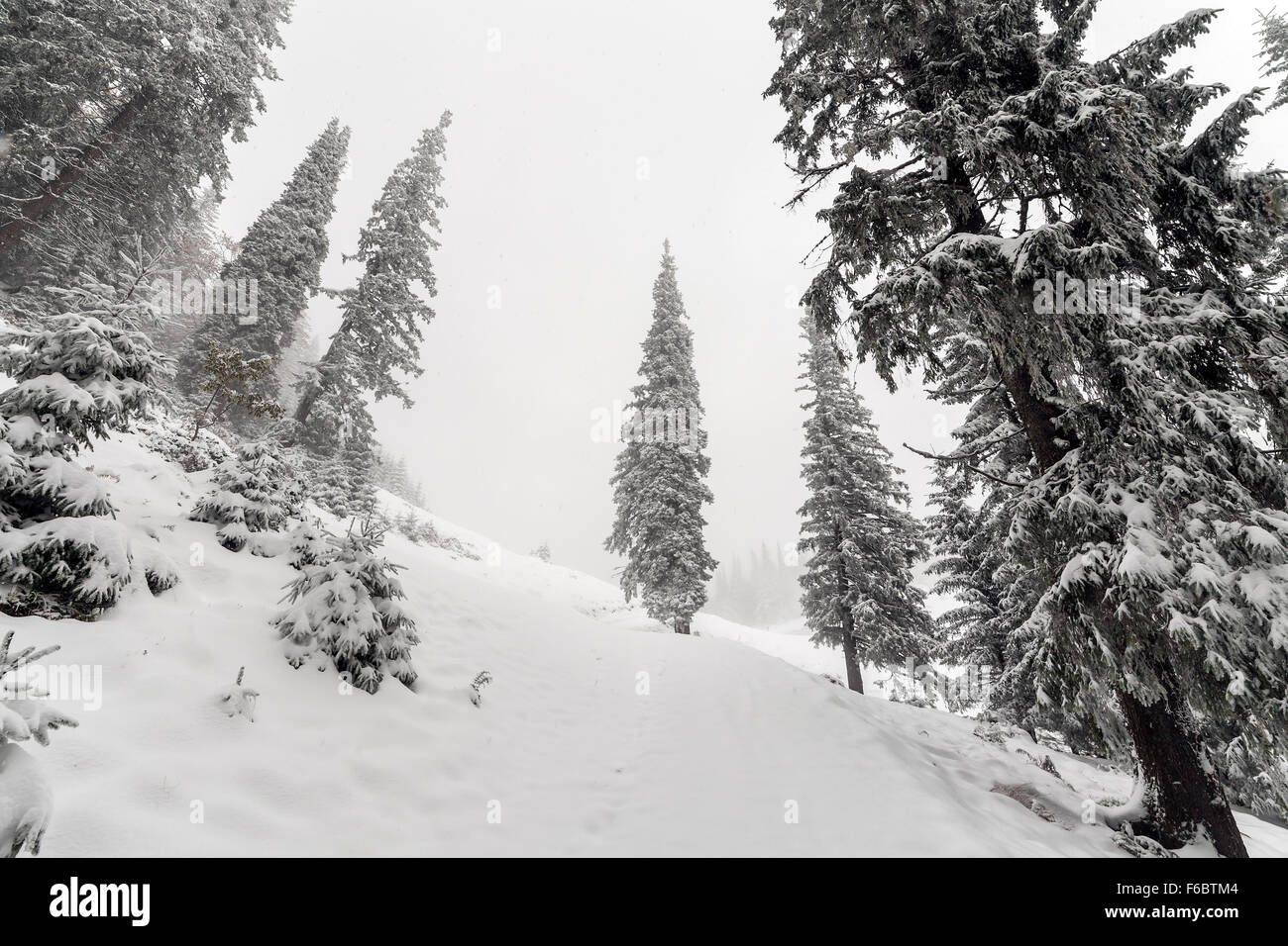 Foggy forest in winter, foggy landscape Stock Photo - Alamy