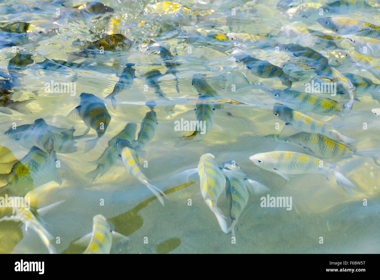 Tropical fish pool on the beach in Trinidade, Paraty, Brazil Stock ...