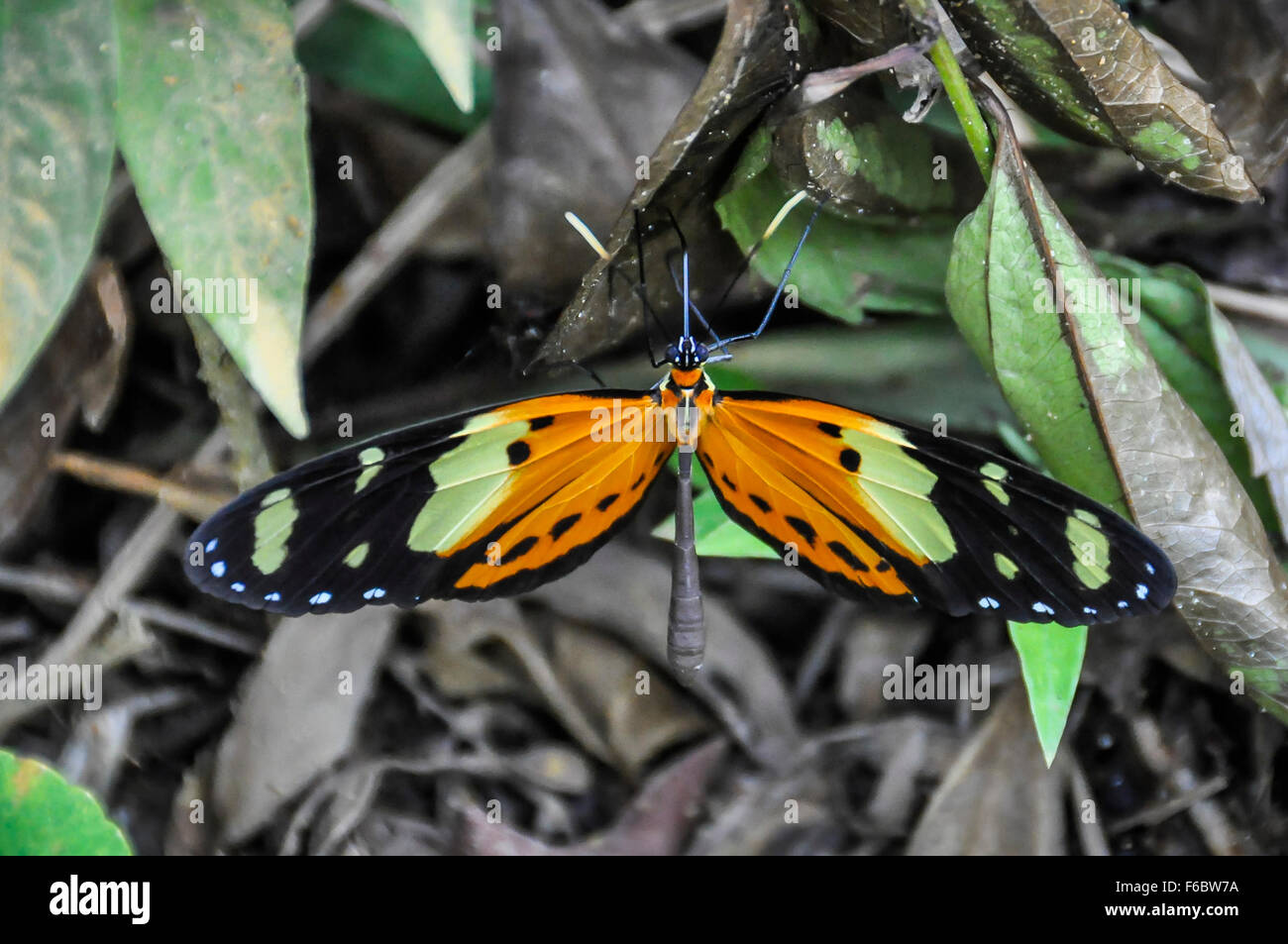 Colorful butterfly in Ilha Grande Island, Green Coast, Brazil Stock ...