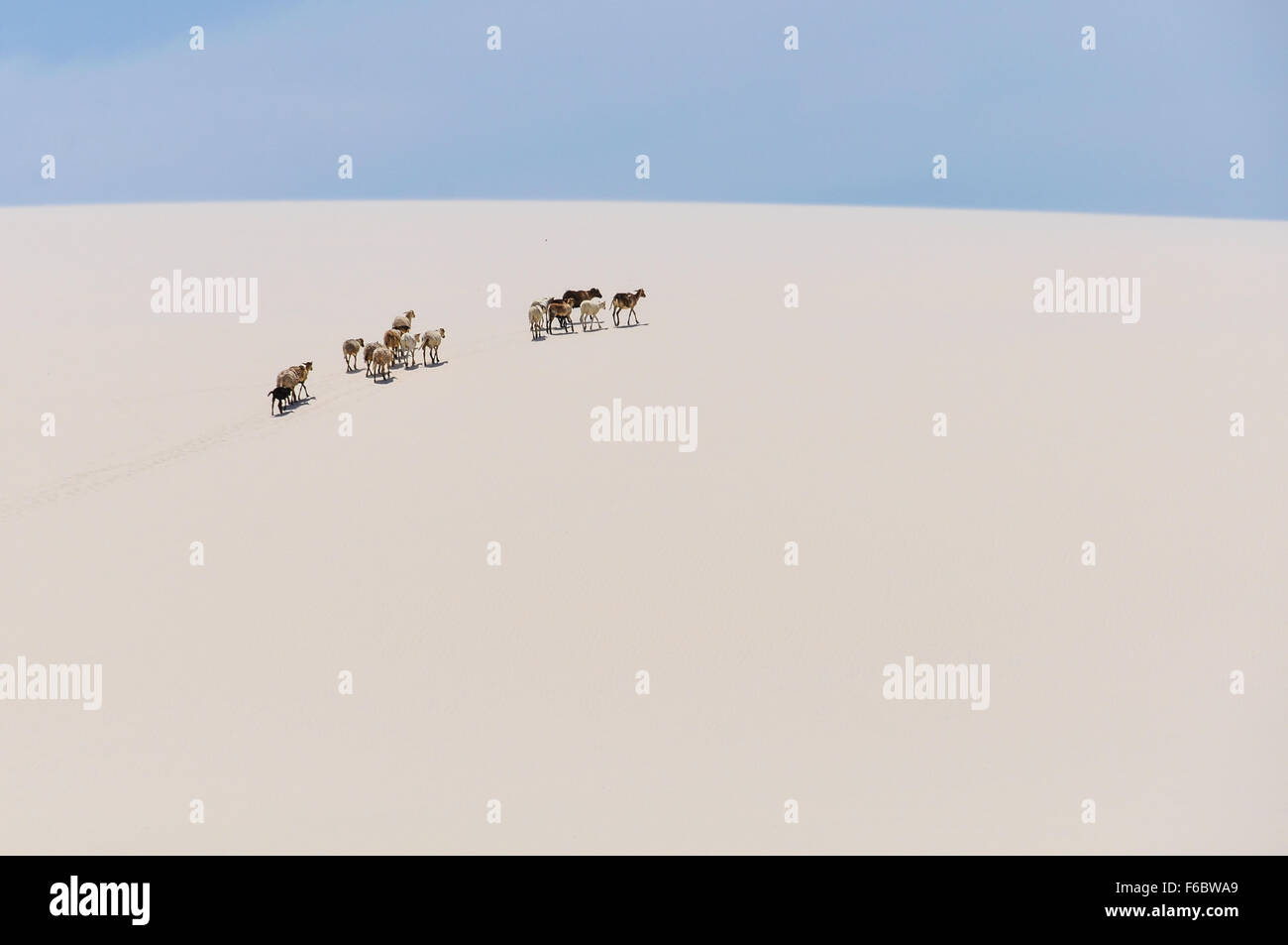 Goats in Lencois Maranheses National Park, Brazil Stock Photo - Alamy