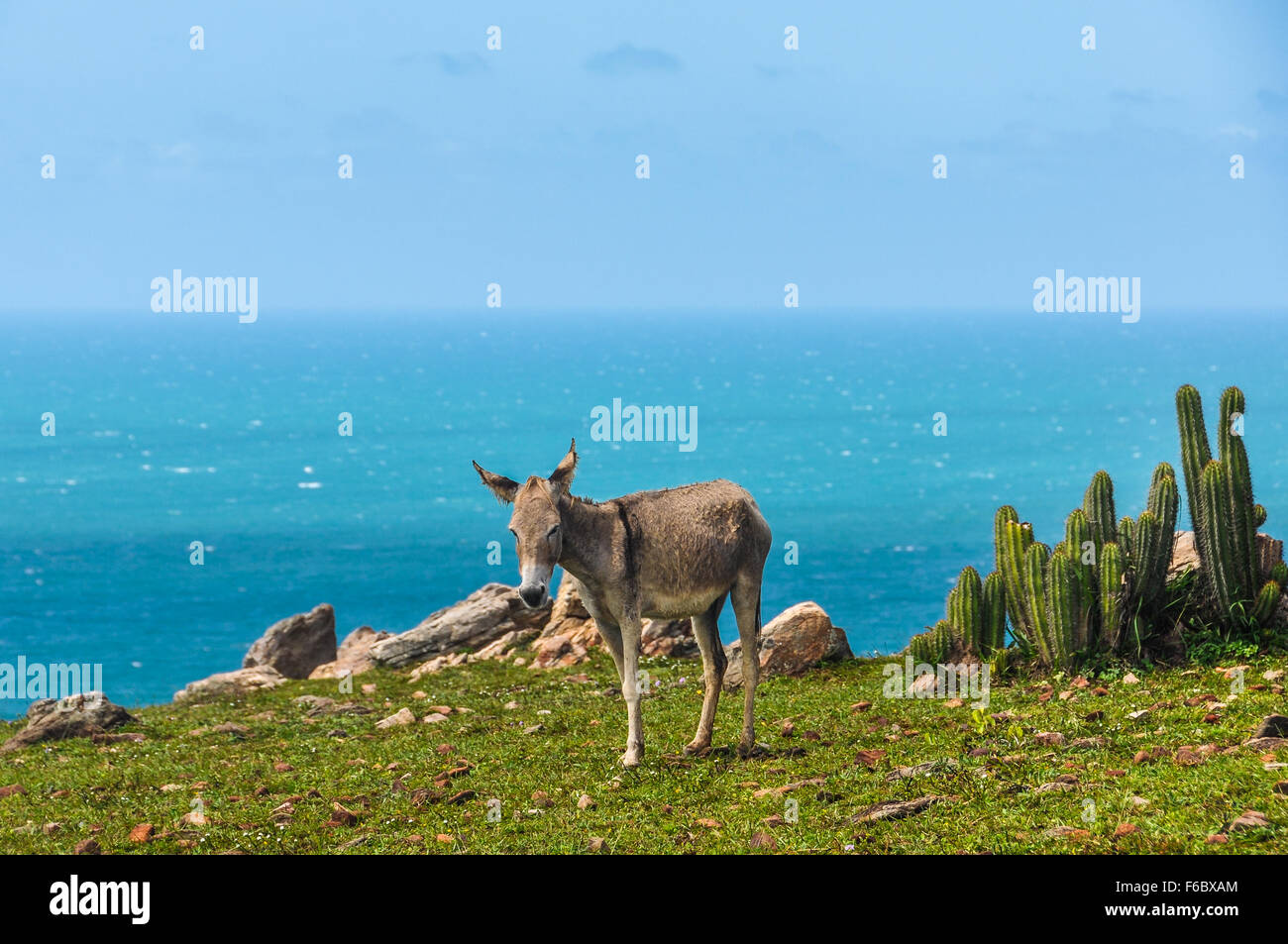 Donkeys in the isolated coastal village of Jericoacoara, Brazil Stock ...