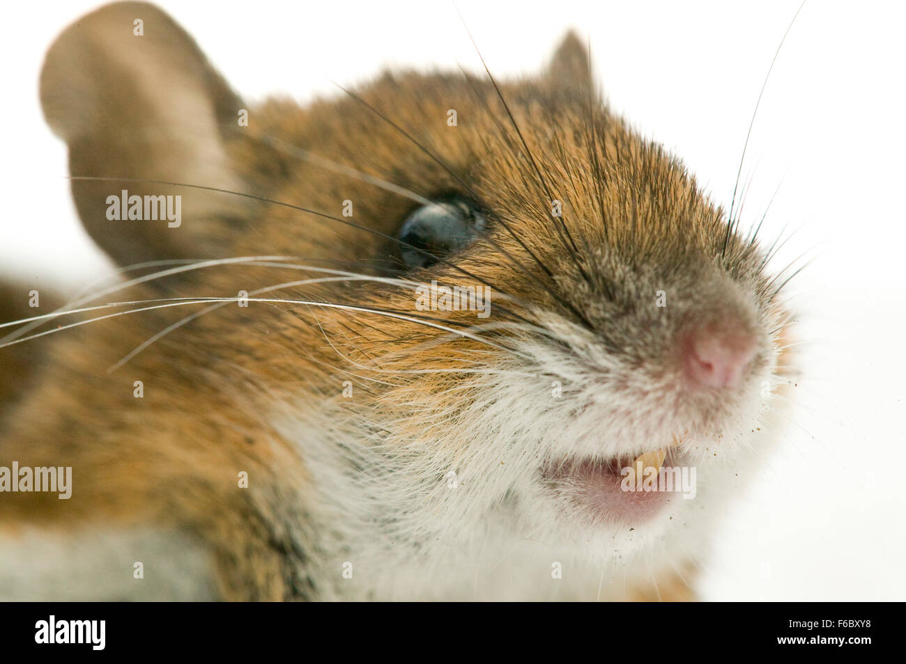 Portrait fo a mouse Stock Photo - Alamy