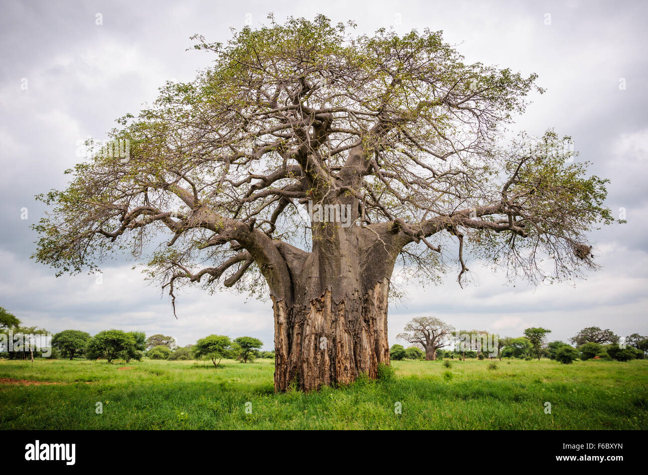 Huge baobab tree in the Tarangire National Park, Tanzania Stock Photo ...