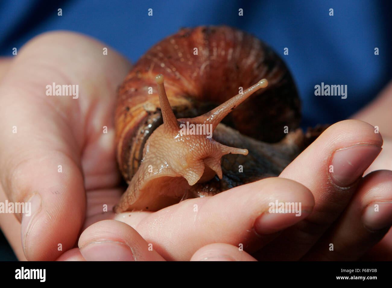 Bristol Zoo UK and a giant african land snail can be seen in a childs ...