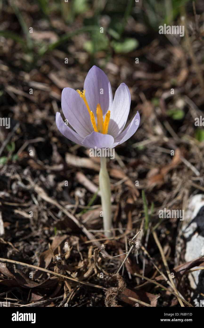 Iridaceae genera hi-res stock photography and images - Alamy