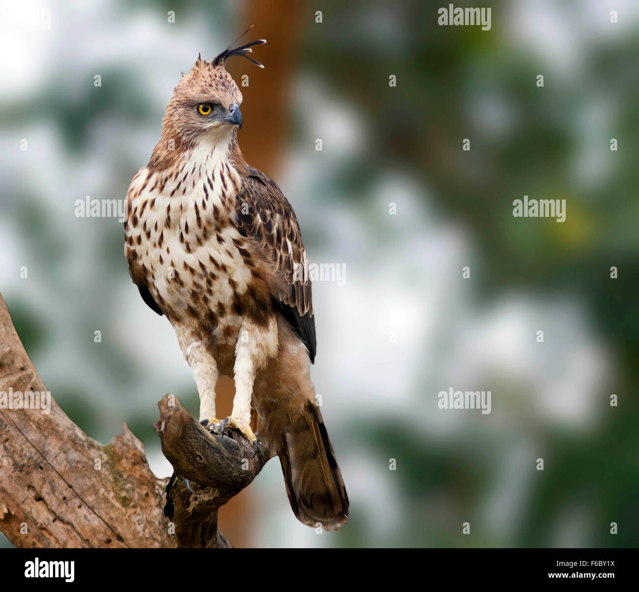 Changeable hawk eagle, naagarhole national park, karnataka, india, asia ...