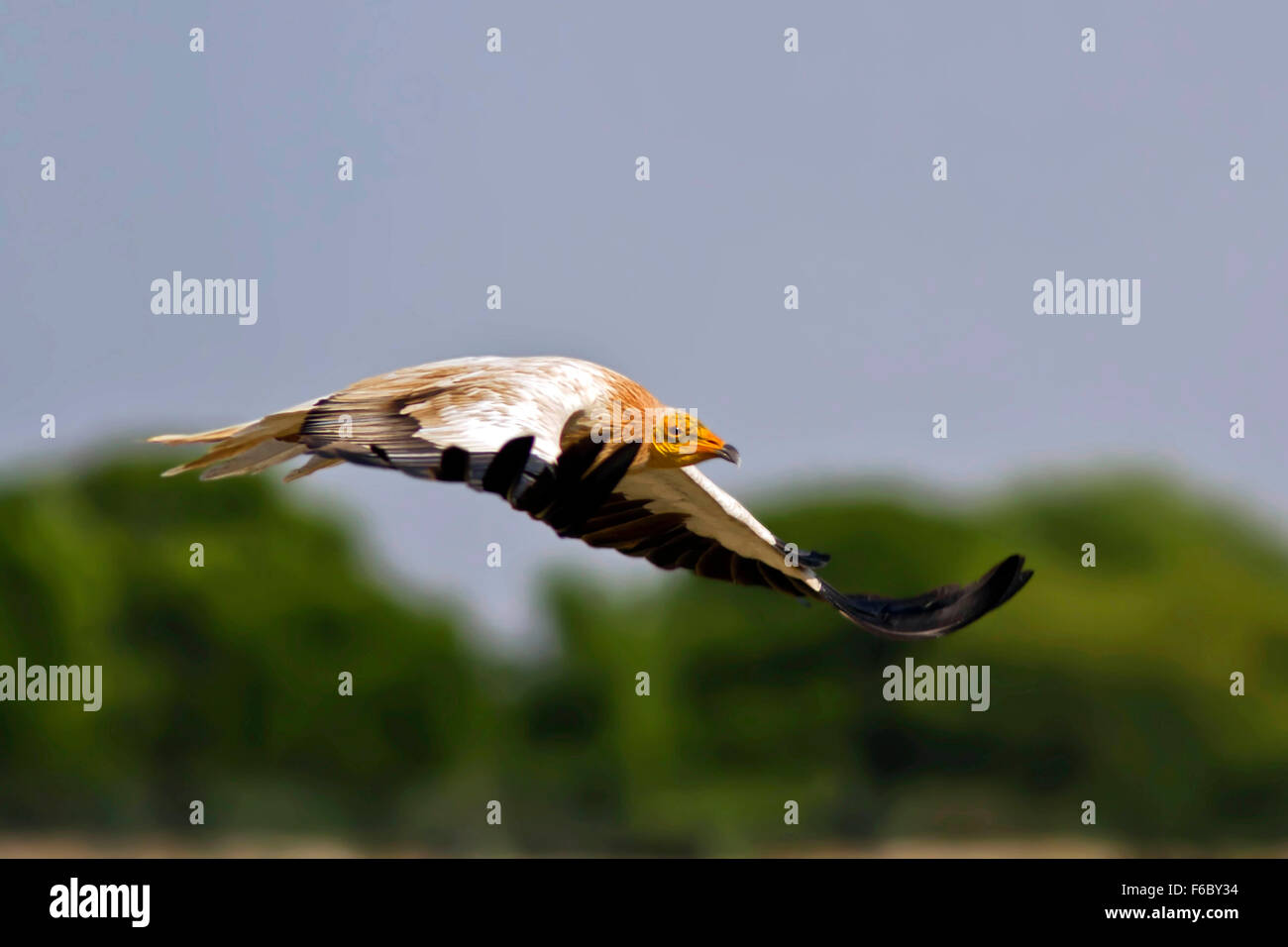 Egyptian vulture, tal chappar wildlife sanctuary, rajasthan, india ...