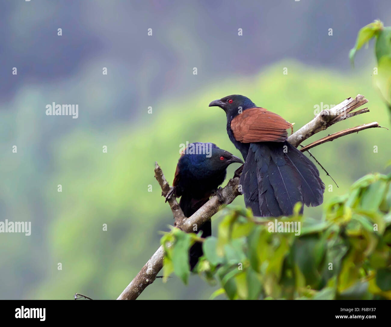 Greater Coucal, Indian birds, Coorg, Karnataka, India, Asia Stock Photo ...
