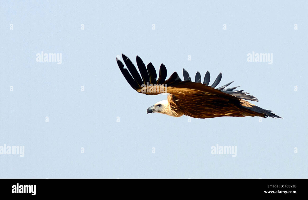 Flying vulture india hi-res stock photography and images - Alamy