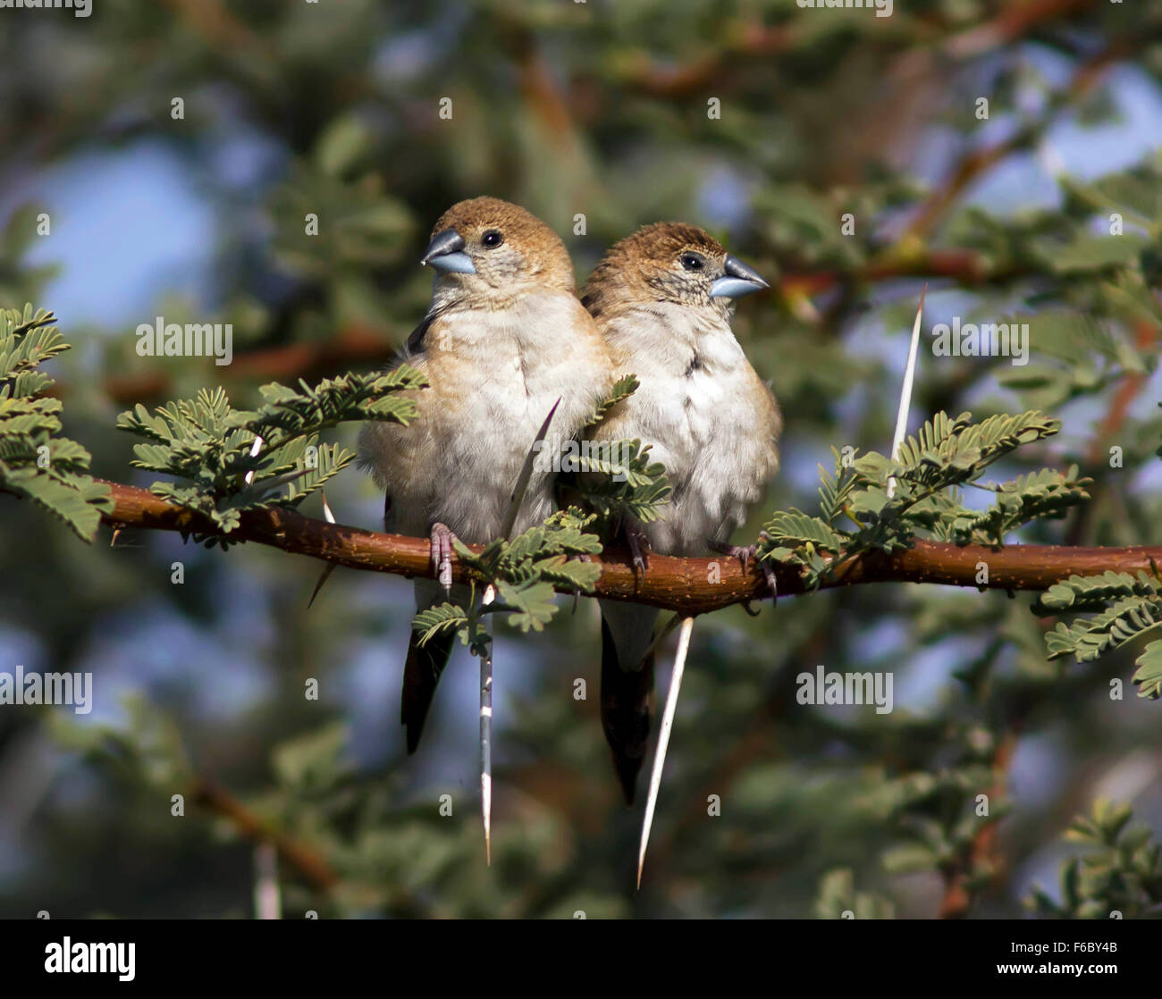Indian silverbill bird, white-throated munia, small passerine bird ...