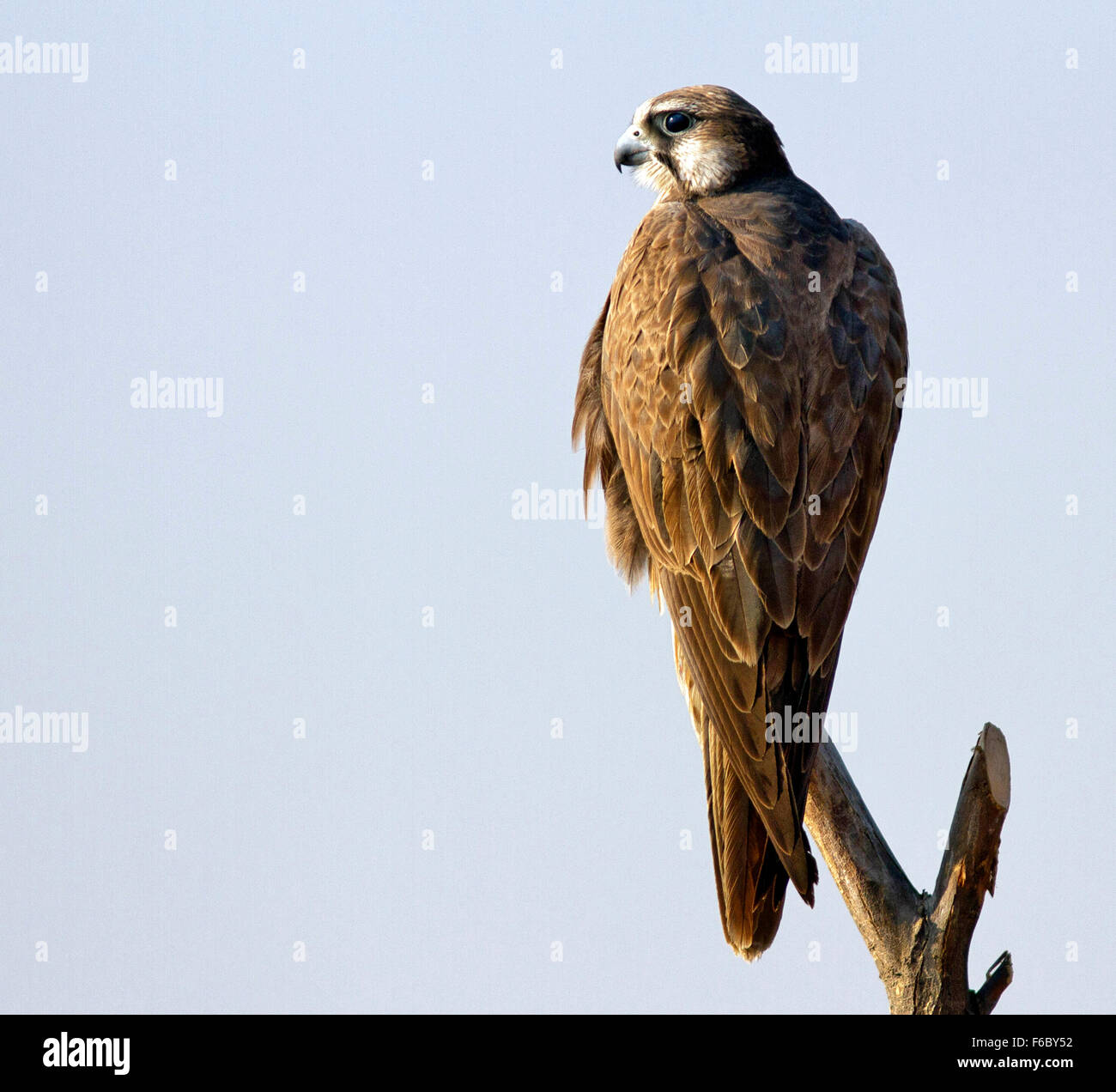 Laggar falcon, tal chappar wildlife sanctuary, rajasthan, india, asia ...
