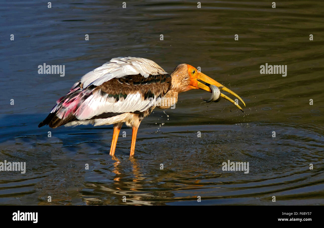 Painted stork hunting fish hi-res stock photography and images - Alamy