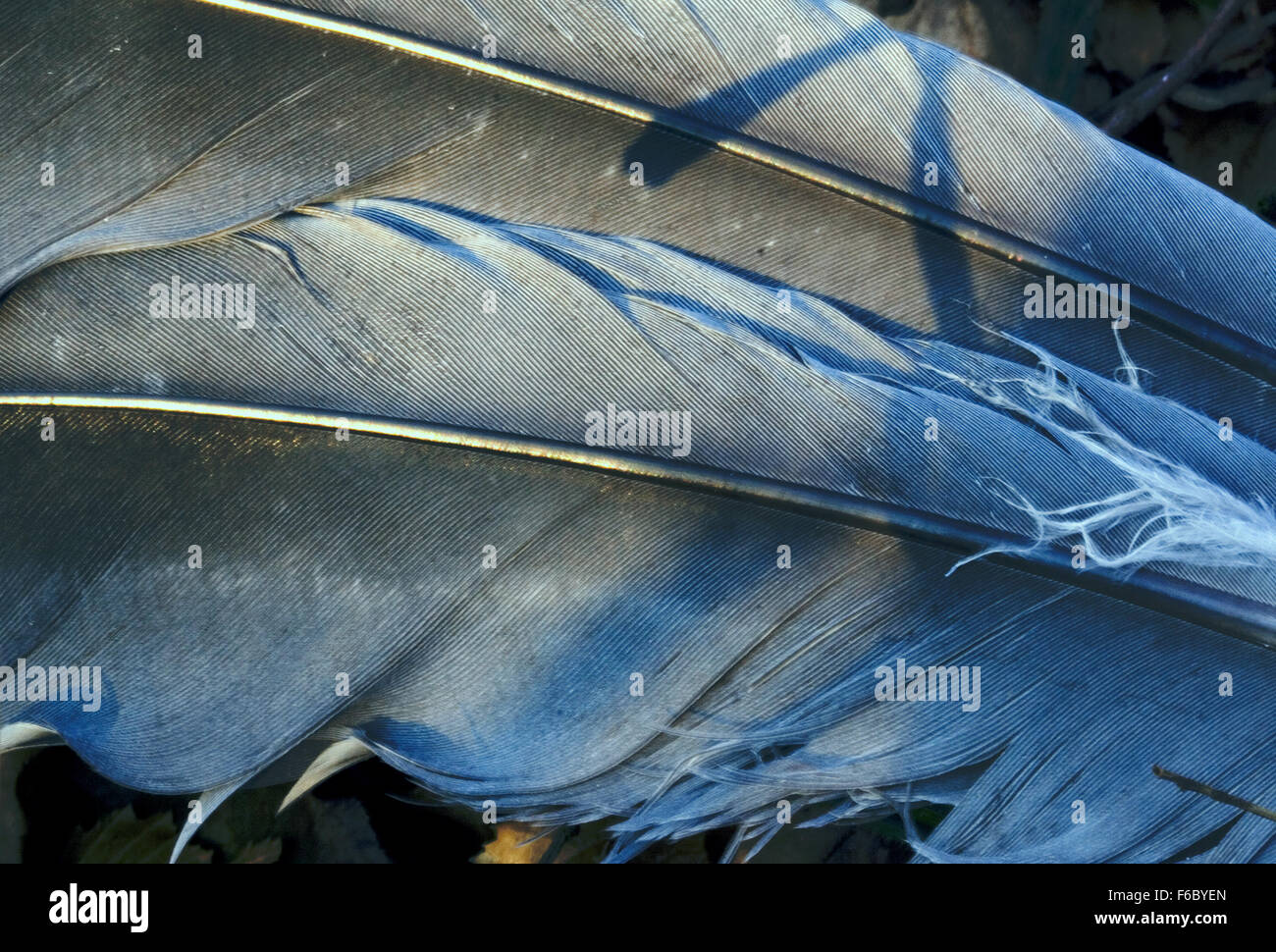 feather front of little crow plumage blue and abstract light Stock ...