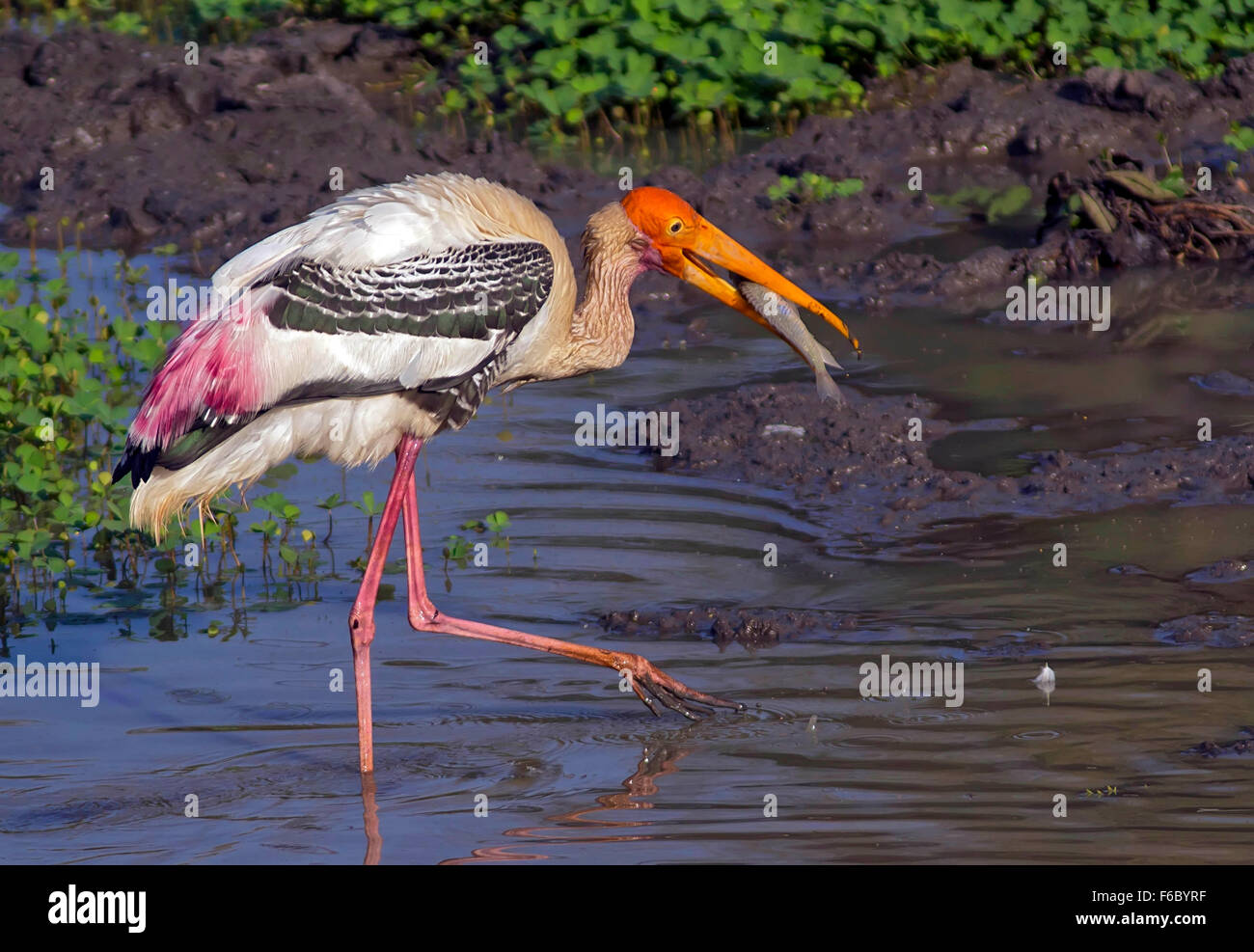 Painted stork hunting for fish, karnataka, india, asia Stock Photo - Alamy