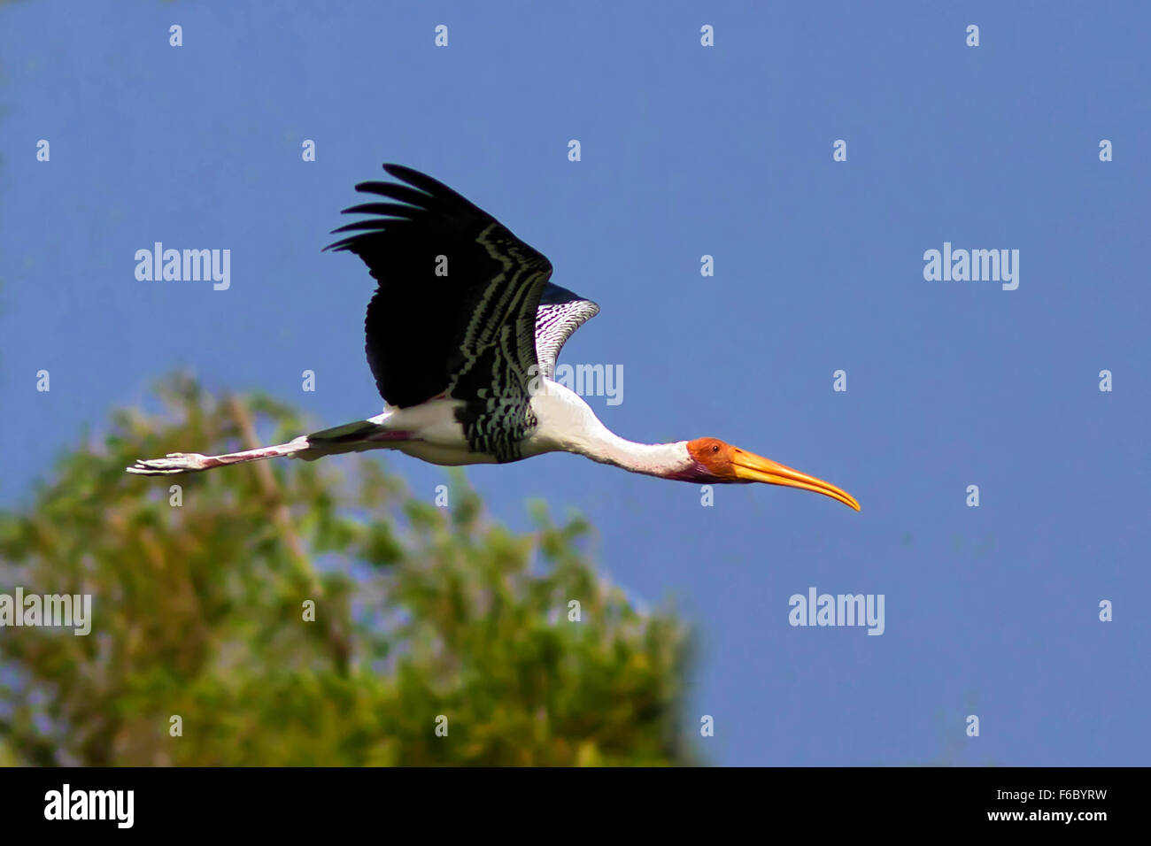 Painted stork, karnataka, india, asia Stock Photo - Alamy