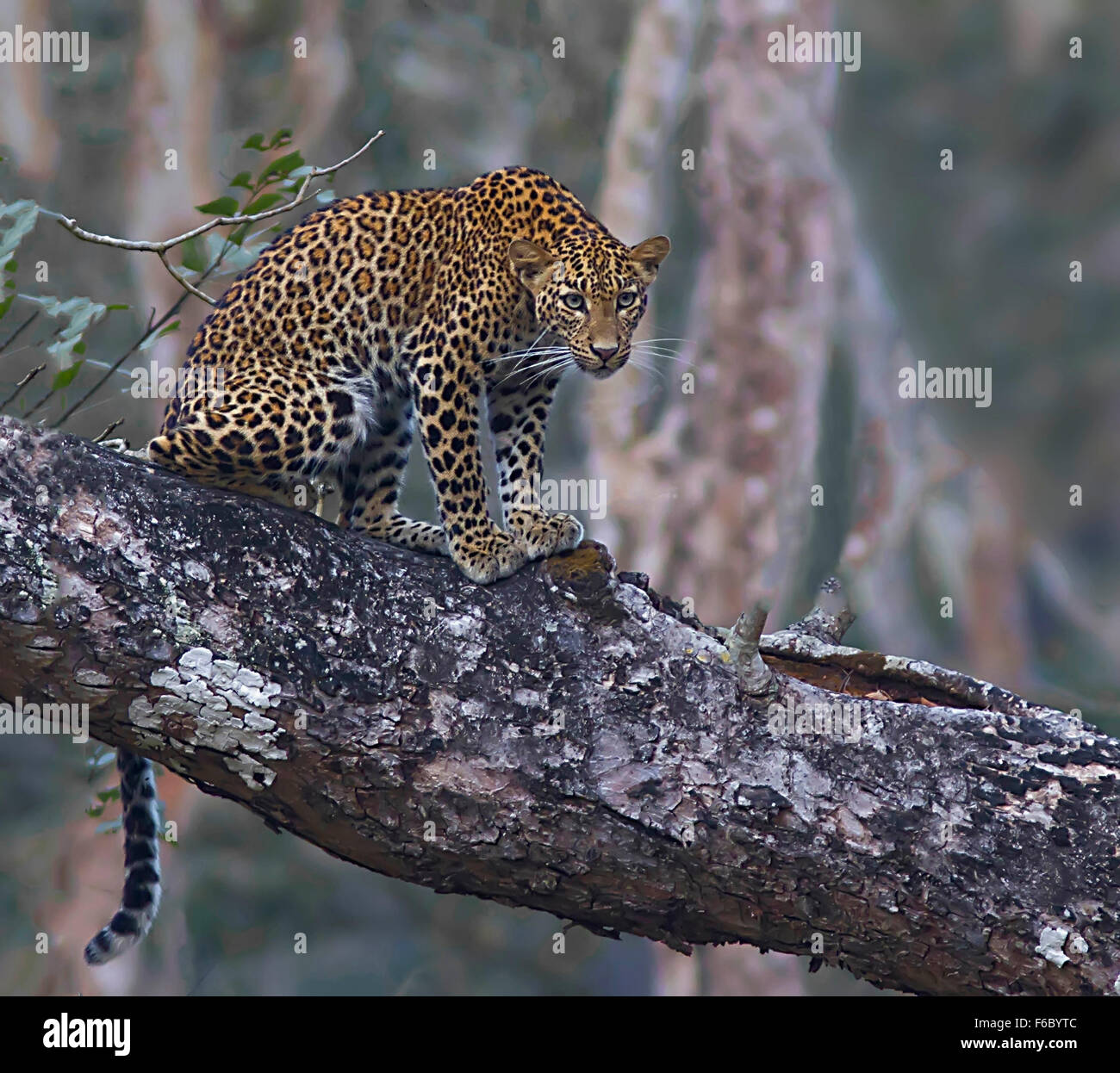 Leopard sitting on tree, karnataka, india, asia Stock Photo - Alamy