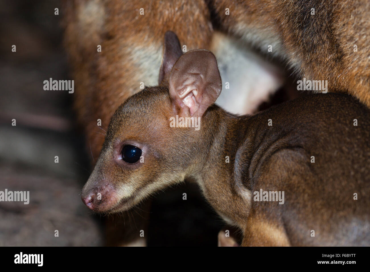 Newborn Baby Red Kangaroo