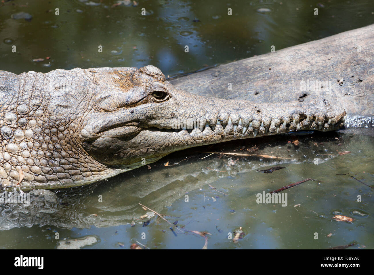 Freshwater crocodile hi-res stock photography and images - Alamy