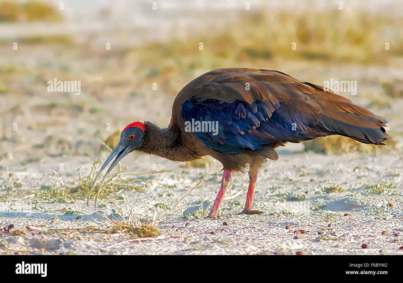 Red naped ibis searching insects, tal chappar wildlife sanctuary ...