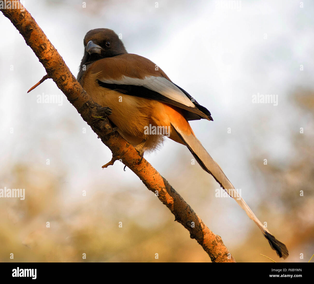 Indian tree pie hi-res stock photography and images - Alamy