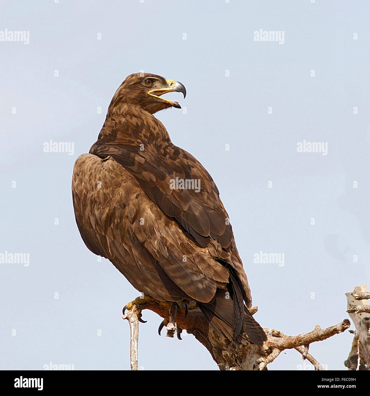 Steppe eagle, bikaner, rajasthan, india, asia Stock Photo - Alamy