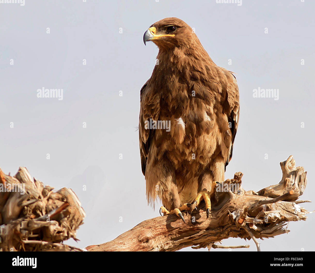 Steppe eagle rajasthan hi-res stock photography and images - Alamy