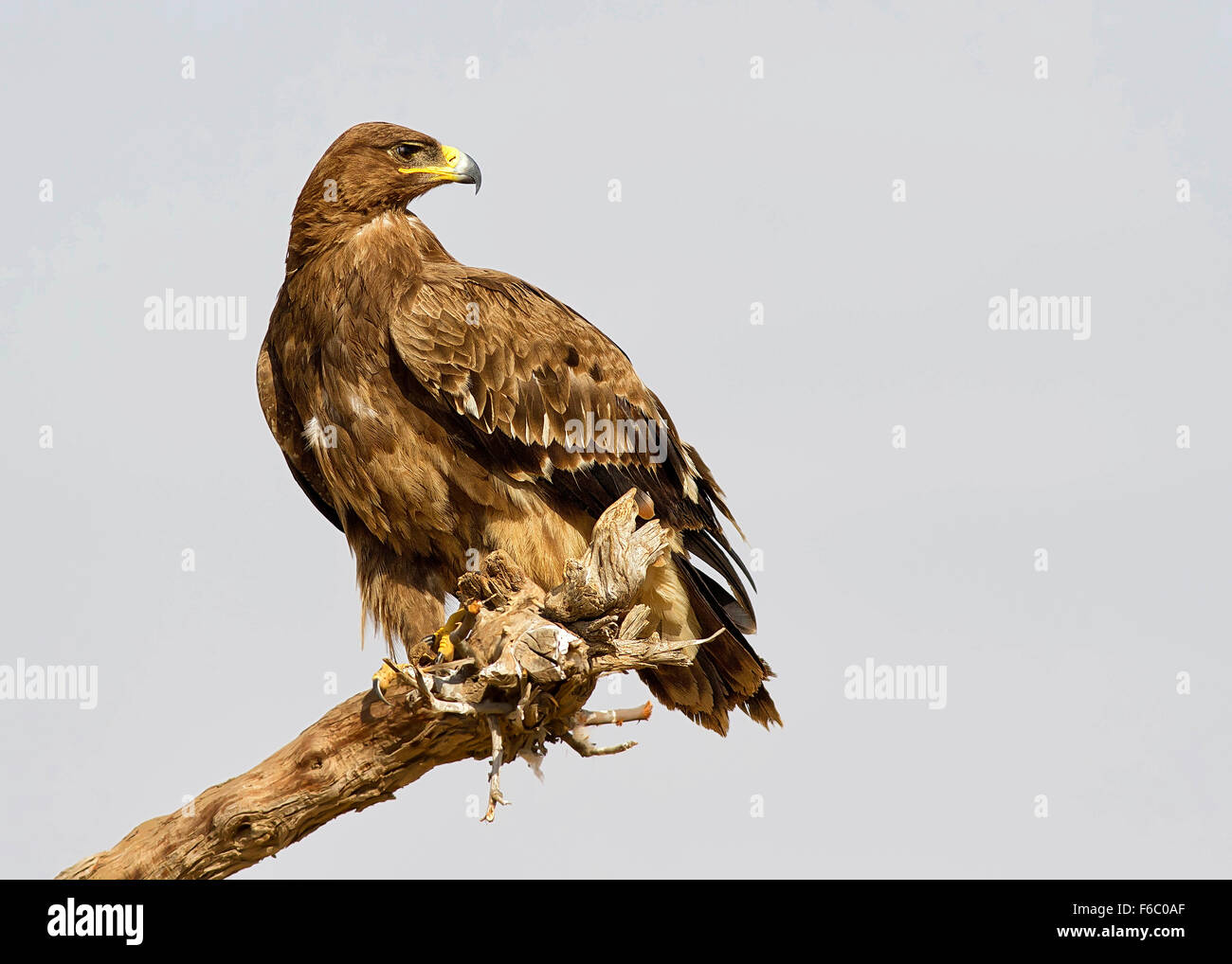 Steppe eagle rajasthan hi-res stock photography and images - Alamy