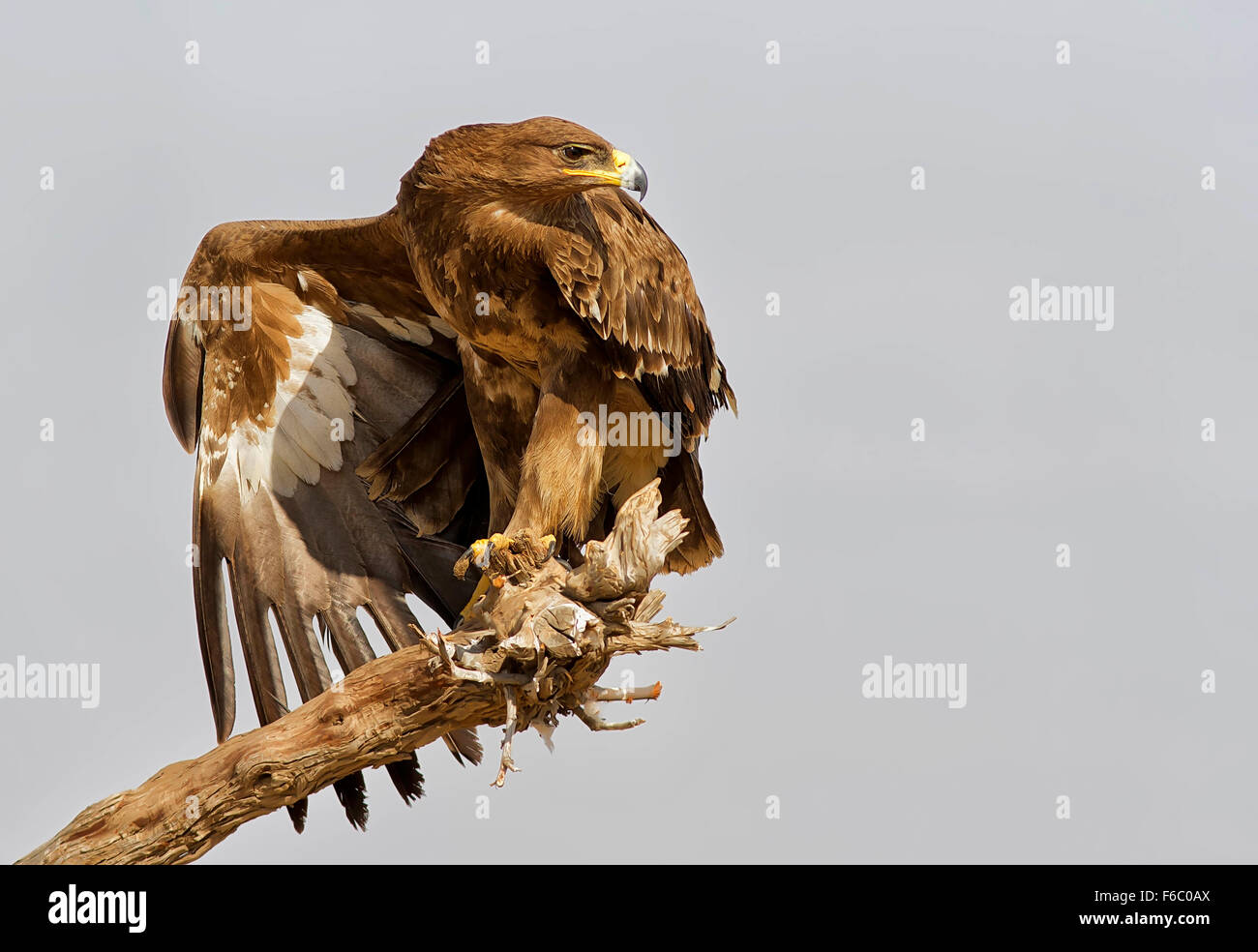 Steppe eagle, bikaner, rajasthan, india, asia Stock Photo - Alamy