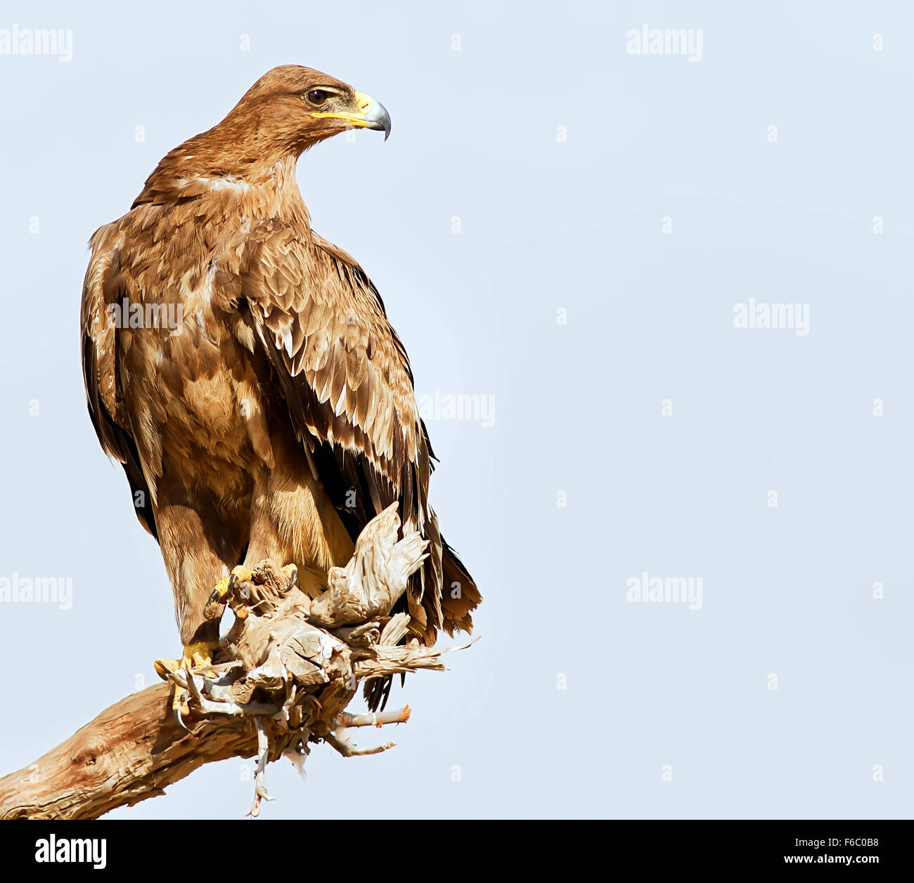 Steppe eagle, bikaner, rajasthan, india, asia Stock Photo - Alamy