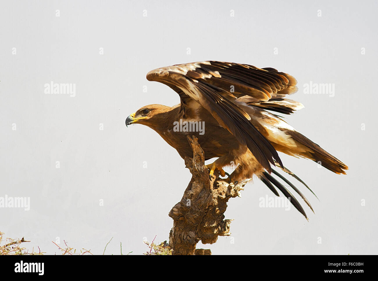 Steppe eagle, bikaner, rajasthan, india, asia Stock Photo - Alamy