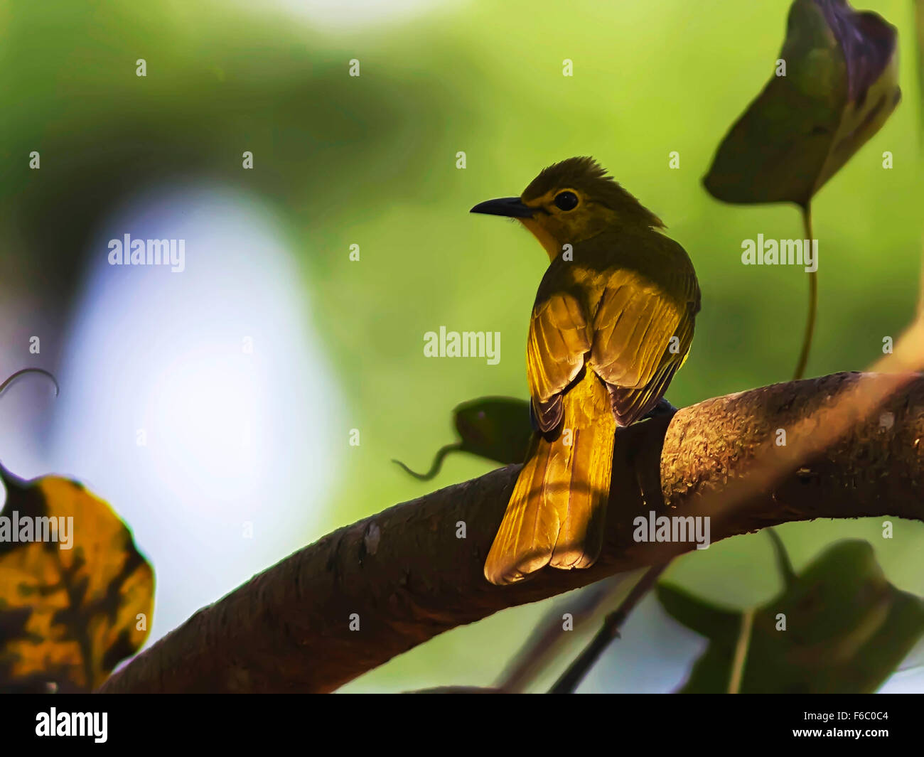 Indian bulbul hi-res stock photography and images - Alamy
