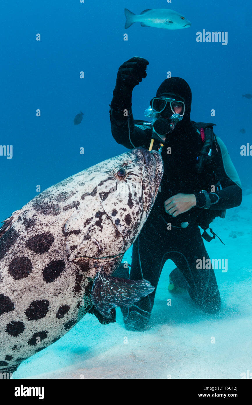 Scuba dive and great barrier reef hi-res stock photography and images ...