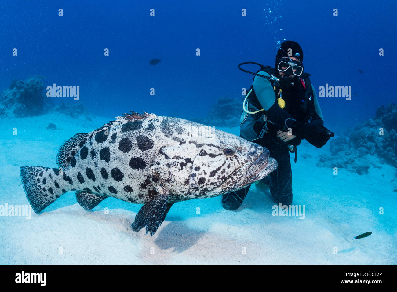Potato Cod Feeding, Epinephelus tukula, Cod Hole, Great Barrier Reef ...