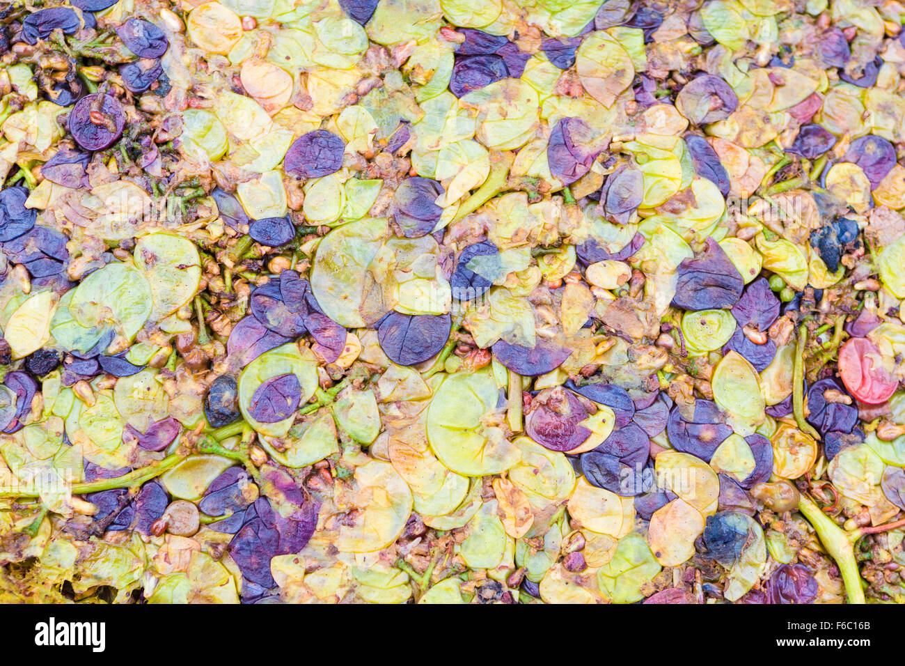 Squeezed grapes. Scrap grapes from which the wine was extracted Stock ...