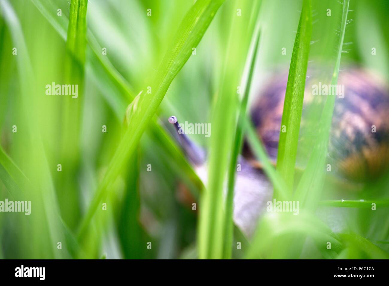 Snail slither hi-res stock photography and images - Alamy