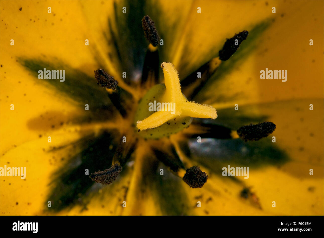 Papaver setigerum hi-res stock photography and images - Alamy