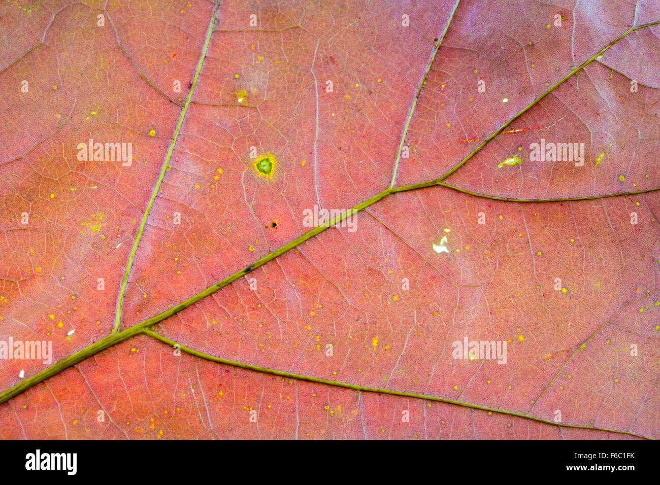 Leaf detail showing ribs and veins Stock Photo - Alamy