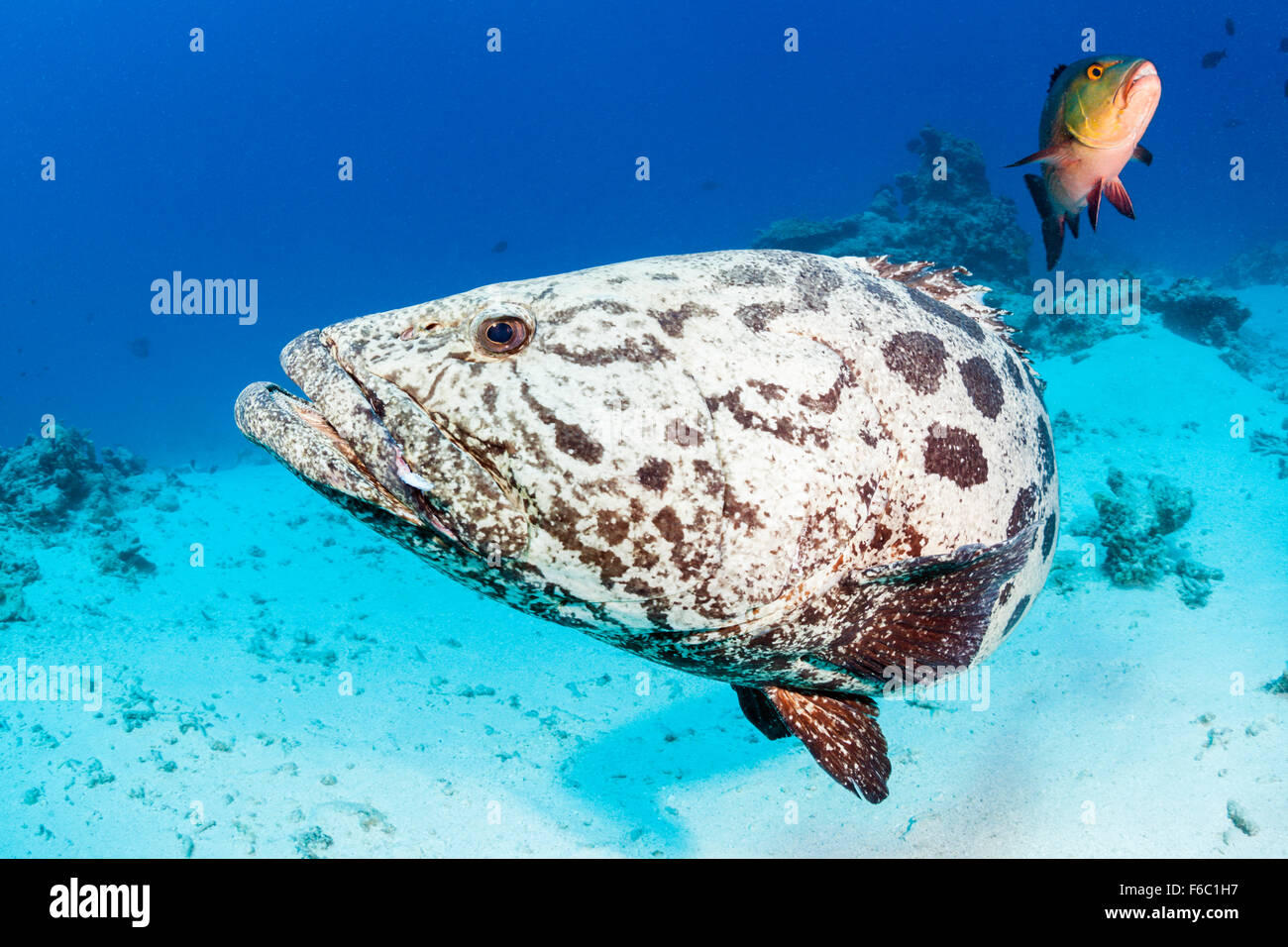Potato Cod, Epinephelus tukula, Cod Hole, Great Barrier Reef, Australia ...