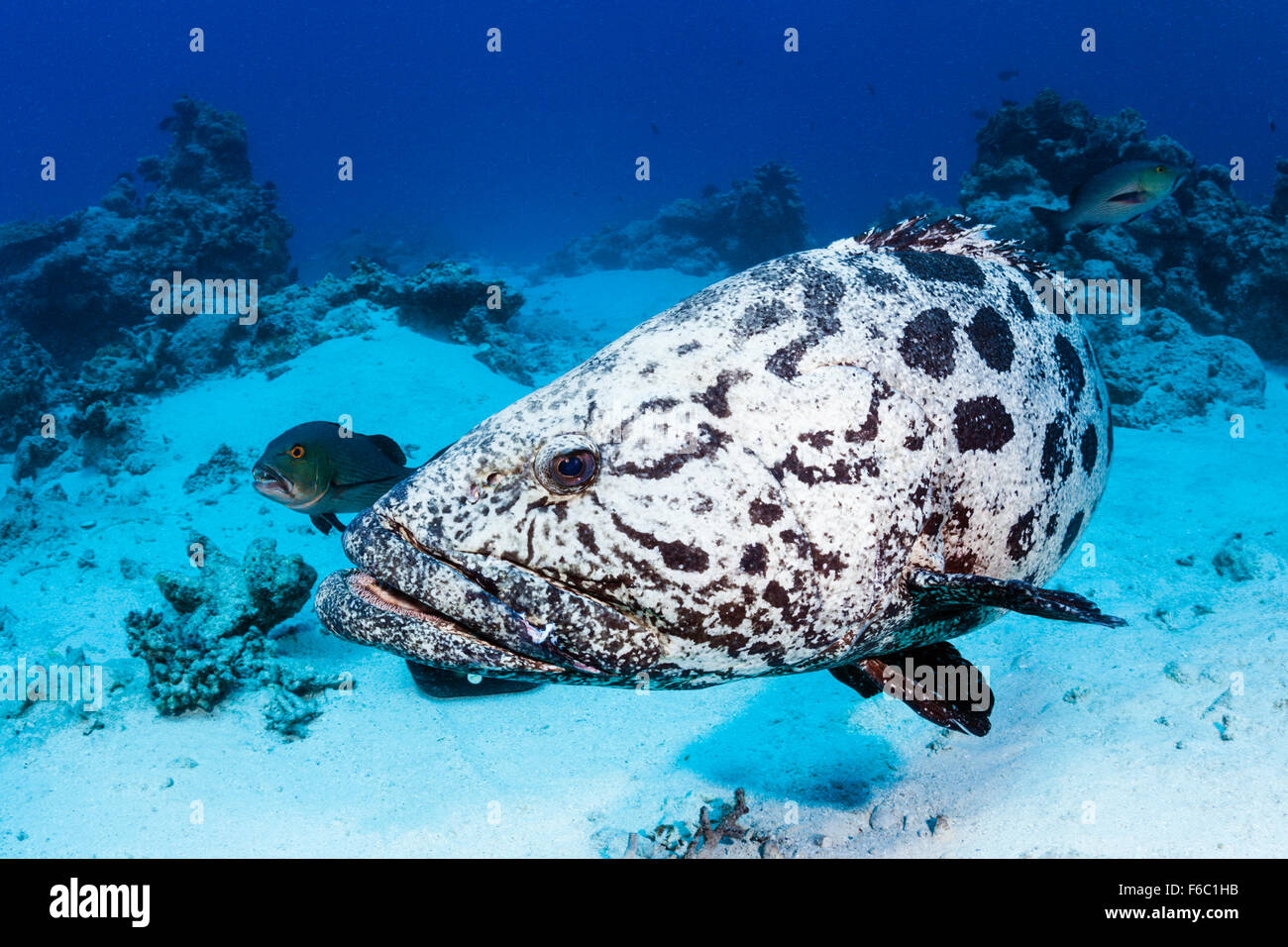 Potato Cod, Epinephelus tukula, Cod Hole, Great Barrier Reef, Australia ...