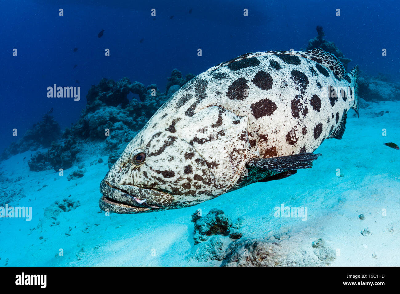 Potato Cod, Epinephelus tukula, Cod Hole, Great Barrier Reef, Australia ...